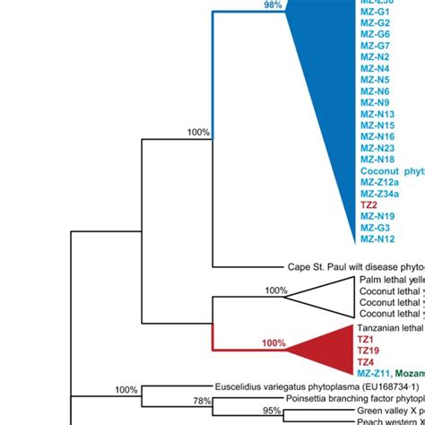 dendrogram constructed by the maximum likelihood method showing the