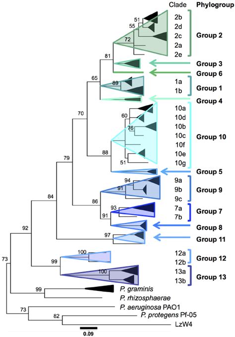Bayesian Tree Constructed On The Concatenated Sequences Cts Gyrb Download Scientific