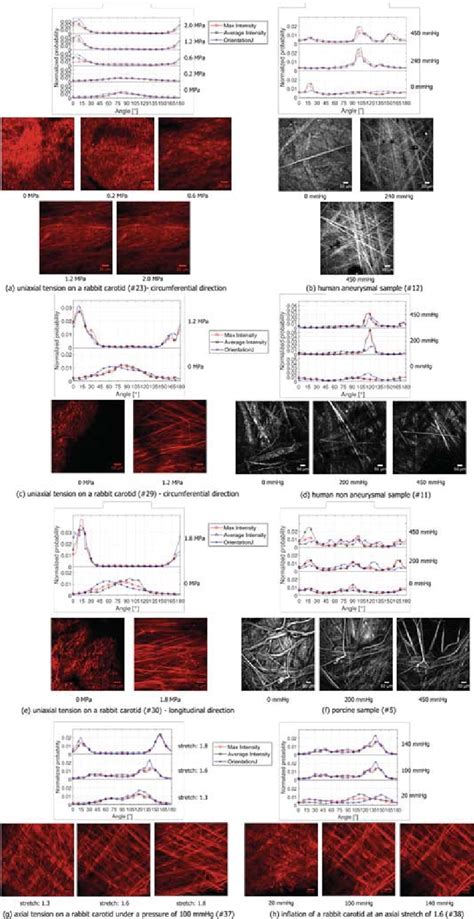Distributions Of Orientation Angles Of Adventitial Collagen Fibers As Download Scientific