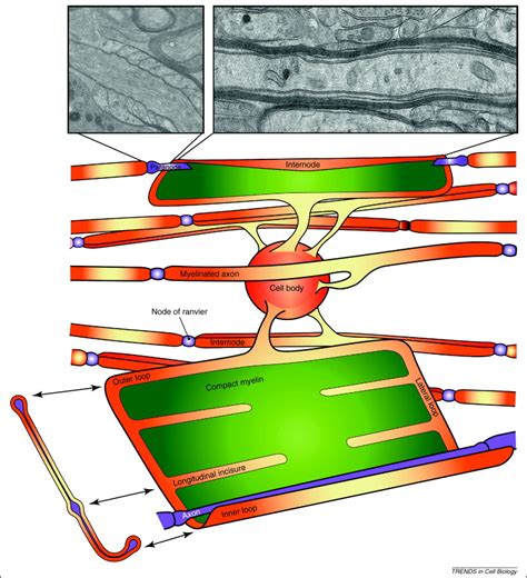 Central Nervous System Myelin Structure Synthesis And Assembly