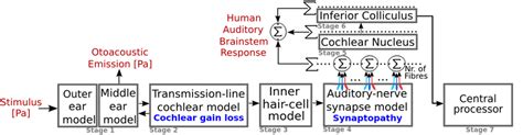 Block Diagram Of The Biophysical Model Of The Auditory Periphery By Download Scientific Diagram