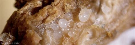 Tobacco Root Knot Nematodes Meloidogyne Spp