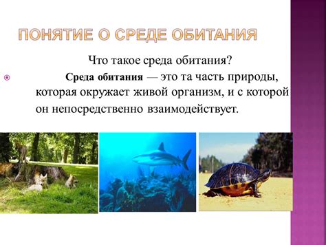 Презентация