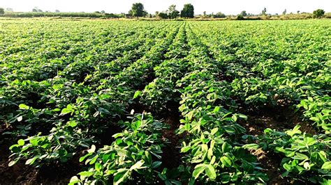 ကျွန်းလှမြို့နယ်၌ ဆောင်းမြေပဲစိုက်ခင်းများ အောင်မြင်ဖြစ်ထွန်း Information And Public Relations