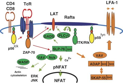 Adaptors Regulate Multiple Events In T Cells Following Ligation Of The