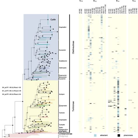 Phylogeny Of Tortricidae And Their Associated Female Sex Pheromone