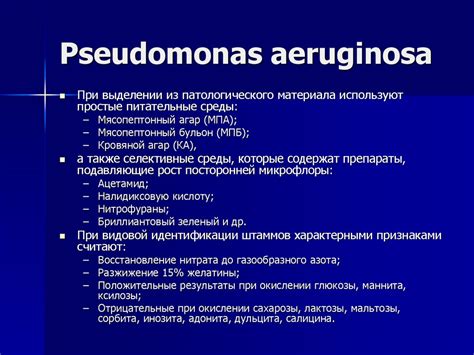 Pseudomonas Aeruginosa Treatment Antibiotics