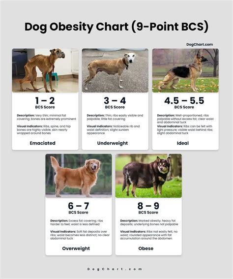Dog Obesity Chart | Dog Body Condition Score (9-Point BCS)