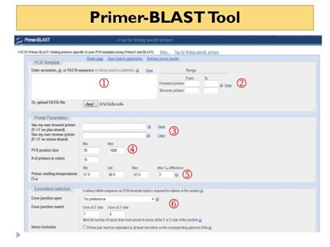 How To Use Primer Blast For Checking Primer Specificity