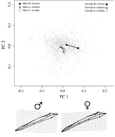 Principal Components Plot Of Bill Shape Data Based On Kendall S Tangent