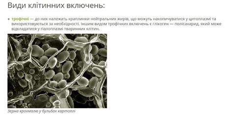 Презентація Структура еукаріотичної клітини клітинна мембрана цитоплазма