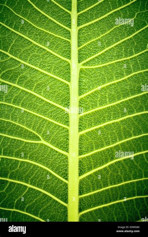 Texture Of Leaf Stock Photo Alamy