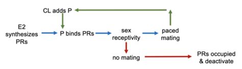 Hormones Quiz Flashcards Quizlet