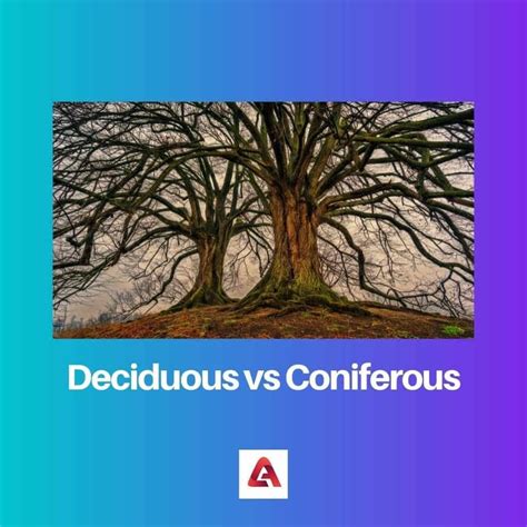 Deciduous Vs Coniferous Difference And Comparison