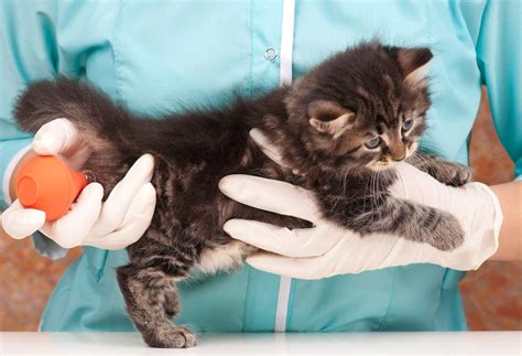 Клизма коту в домашних условиях - пошаговая инструкция