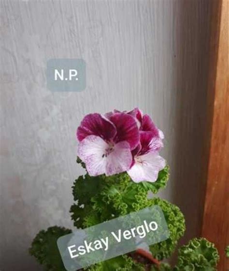 Пеларгония герань ангел курчавый Eskay Verglo | Festima.Ru - Мониторинг ...