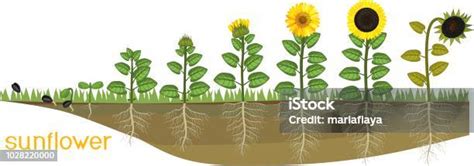 วงจรชีวิตของดอกทานตะวัน ขั้นตอนการเจริญเติบโตติดต่อกันจากเมล็ดสู่พืชดอกและผลไม้ พืชที่ ภาพประกอบ