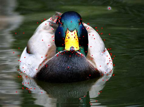 Java Find And Crop Relevant Image Area Automatically Stack Overflow