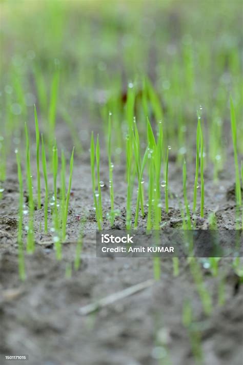 무리 녹색 잘 익은 논 식물 토양 더미를 클로즈업하고 물방울 부드러운 초점 자연 녹색 갈색 배경으로 농장에서 자랍니다 0명에 대한 스톡 사진 및 기타 이미지 Istock