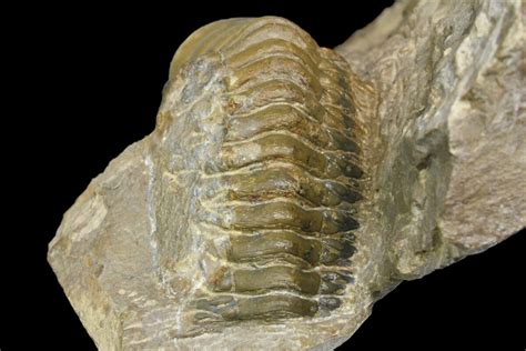 8 Cephalopod Fossil With Two Partial Crotalocephalina Trilobites