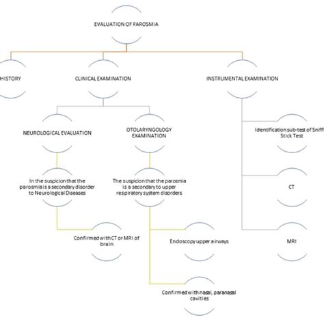 Flowchart Of Olfactory Pathway Download Scientific Diagram