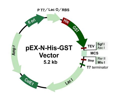 Gst Vector At Vectorified Com Collection Of Gst Vector Free For Personal Use