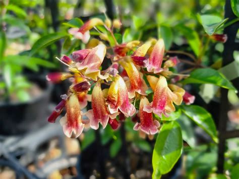 Pandorea Pandorana Ruby Belle Wholesale Nursery Nurseries In Melbourne Sydney And Brisbane