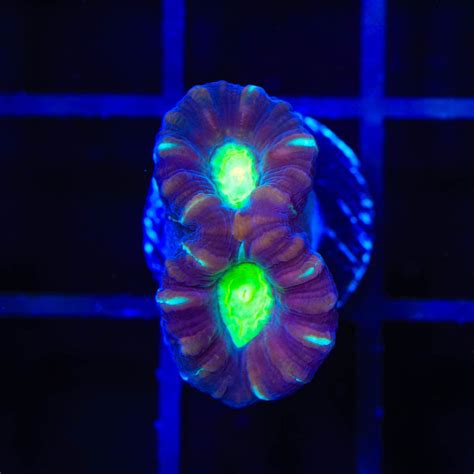 Tsa Cursed Candy Cane Coral Top Shelf Aquatics