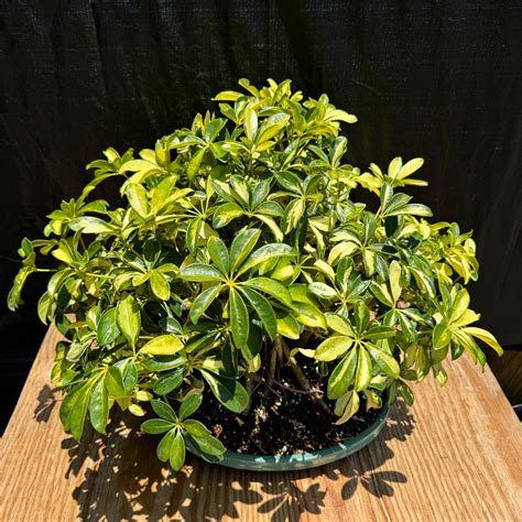 Schefflera Arboricola Trinette In A Glazed Japanese Ceramic Pot No 11832