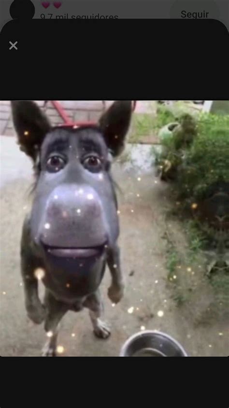 So Cute° ⋆ೃ࿔･⋆𐙚₊˚⊹♡ In 2024 Funny Animals Funny Animal Photos