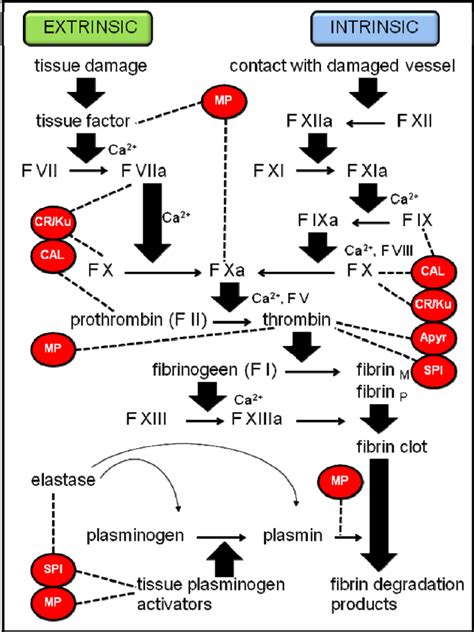 Coagulation Cascade Revised Anticoagulation Module 4 Clinical Aspects