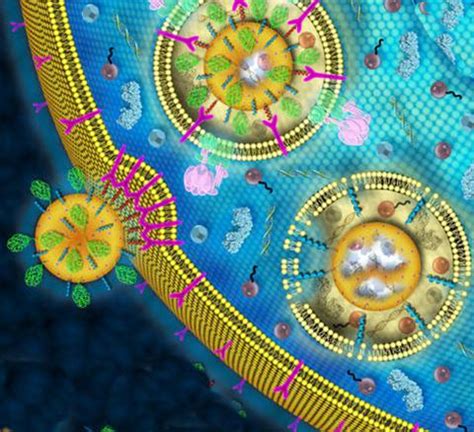 使用 Spike 的适体功能化脂质纳米颗粒特异性递送 RNAi 以靶向 SARS CoV 临床案例研究中的强效抗 Covid 药物 Chemical Biology Drug