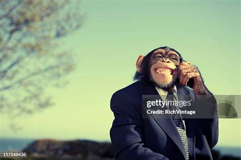 Monkey Photos And Premium High Res Pictures Getty Images