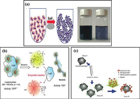 3 A Schematic Representation Of Colorimetric Detection Of E Coli