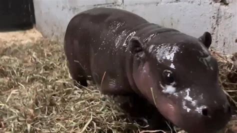 Pygmy Hippo Vs Regular Hippo