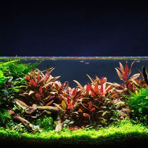 Alternanthera Reineckii Mini Aquarium Plant — Buce Plant