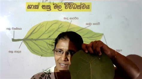 Grade 07 ශාක විවිධත්වය Part 04 Youtube