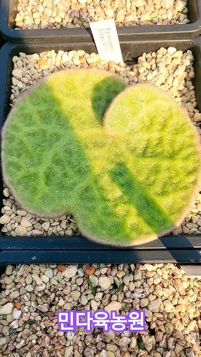 민다육 용인다육농원 다육이 다육식물 반려식물 다육 구독좋아요 Youtube