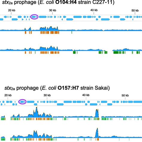 Different Stx2a Converting Prophages In Ehec O26 Nec Strains