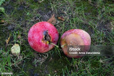 정원의 푸른 풀밭에 썩은 사과 버릇없는 사과의 나쁜 상태 수확 시간 먹기에 부적합 가을에 대한 스톡 사진 및 기타 이미지 가을 개념 개체 그룹 Istock