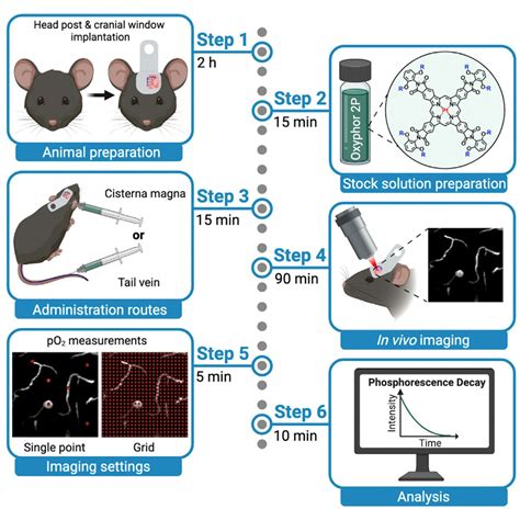 Measurement Of Cerebral Oxygen Pressure In Living Mice By Two Photon
