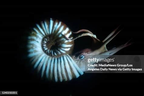 Ammonoid Photos And Premium High Res Pictures Getty Images