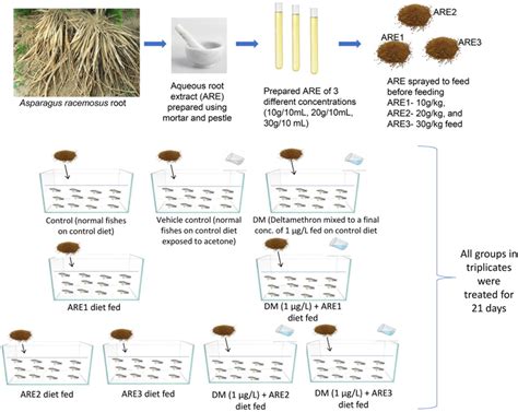Graphical Representation Of Experimental Design Download Scientific Diagram