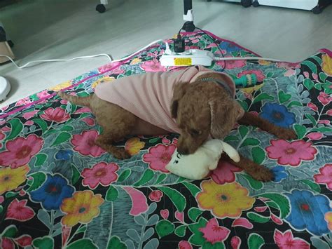 갠쟁치끤 ʚ데코라ɞ Deco Rang