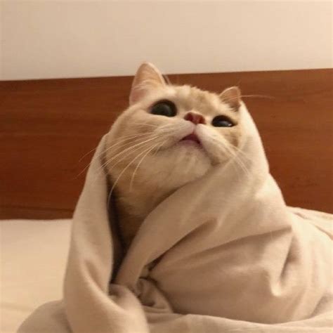 [인스타그램 카톡 프사 모음] 귀여운 고양이 공유 네이버 블로그