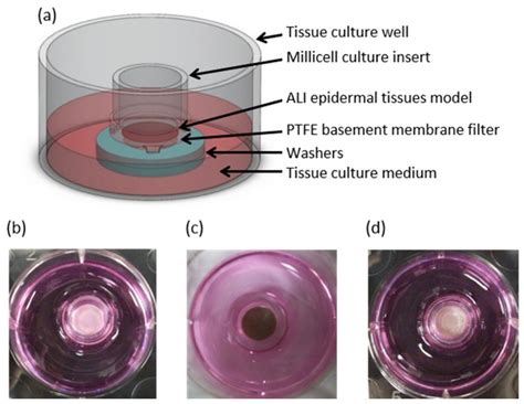 Epidermal Tissue Human