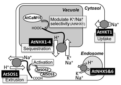 Schematic Representation Of Subcellular Localizations Functions And Download Scientific