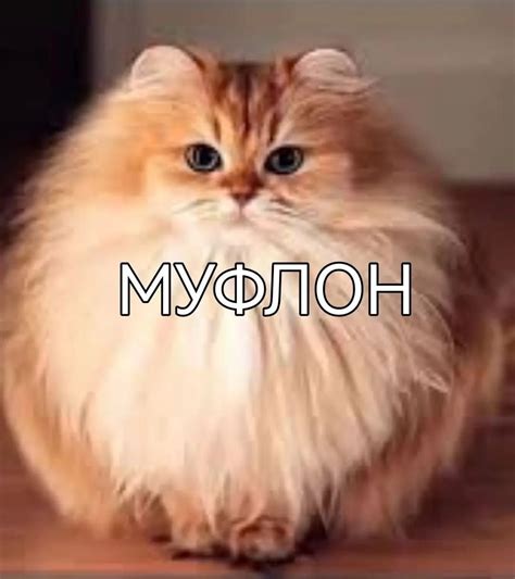 Свидетельство о заключении брака Цитаты рэперов Небольшие цитаты Рабочие шутки