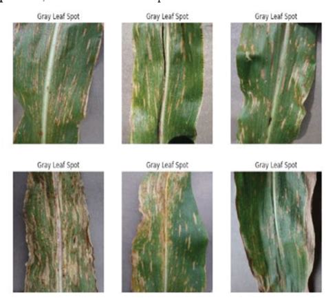 Figure 1 From Classification Of Multiple Maize Leaf Diseases Using A