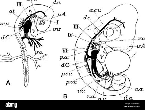 Bird Embryology Cut Out Stock Images And Pictures Alamy